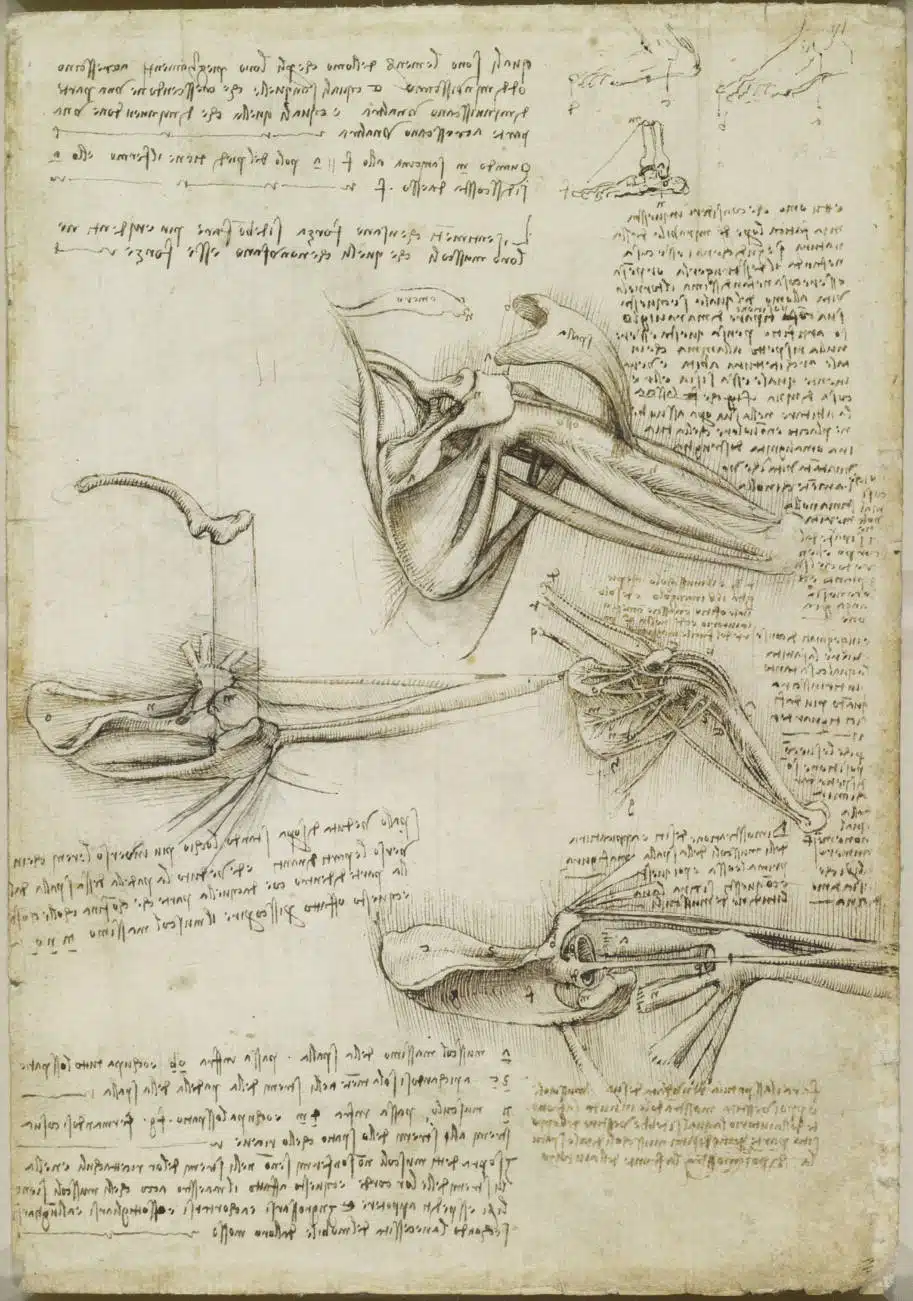 Desenho Anatomico Da Vinci